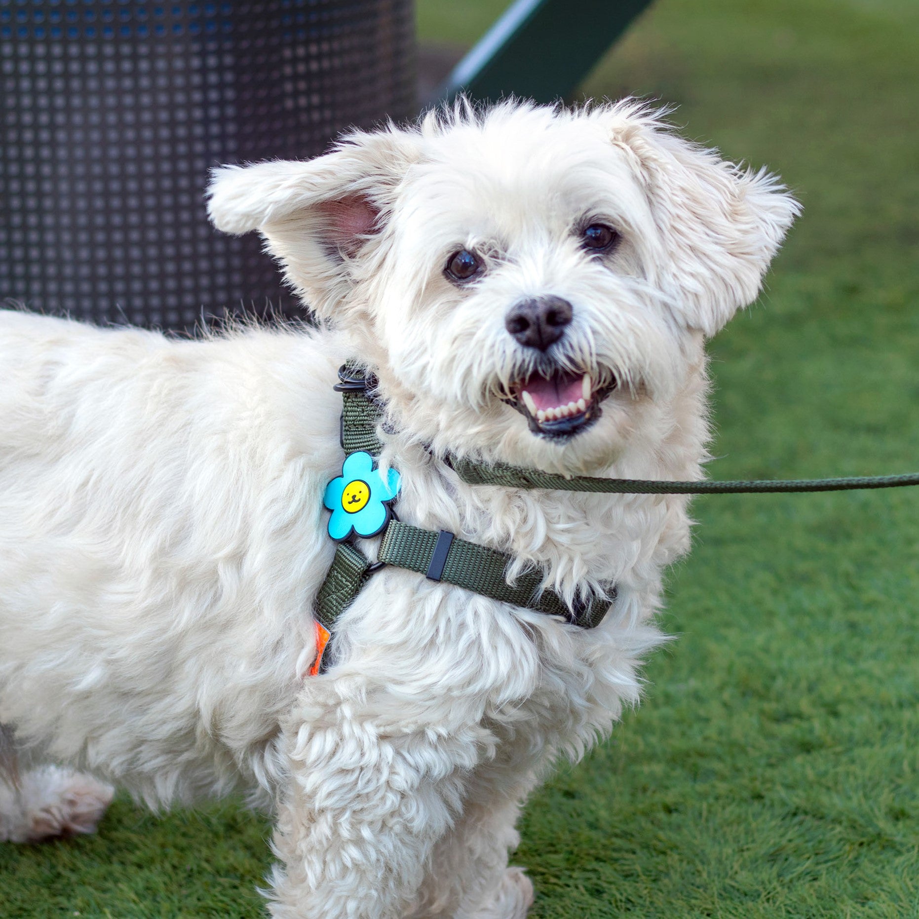 Session Dog Harness – Jiby Dog Crew