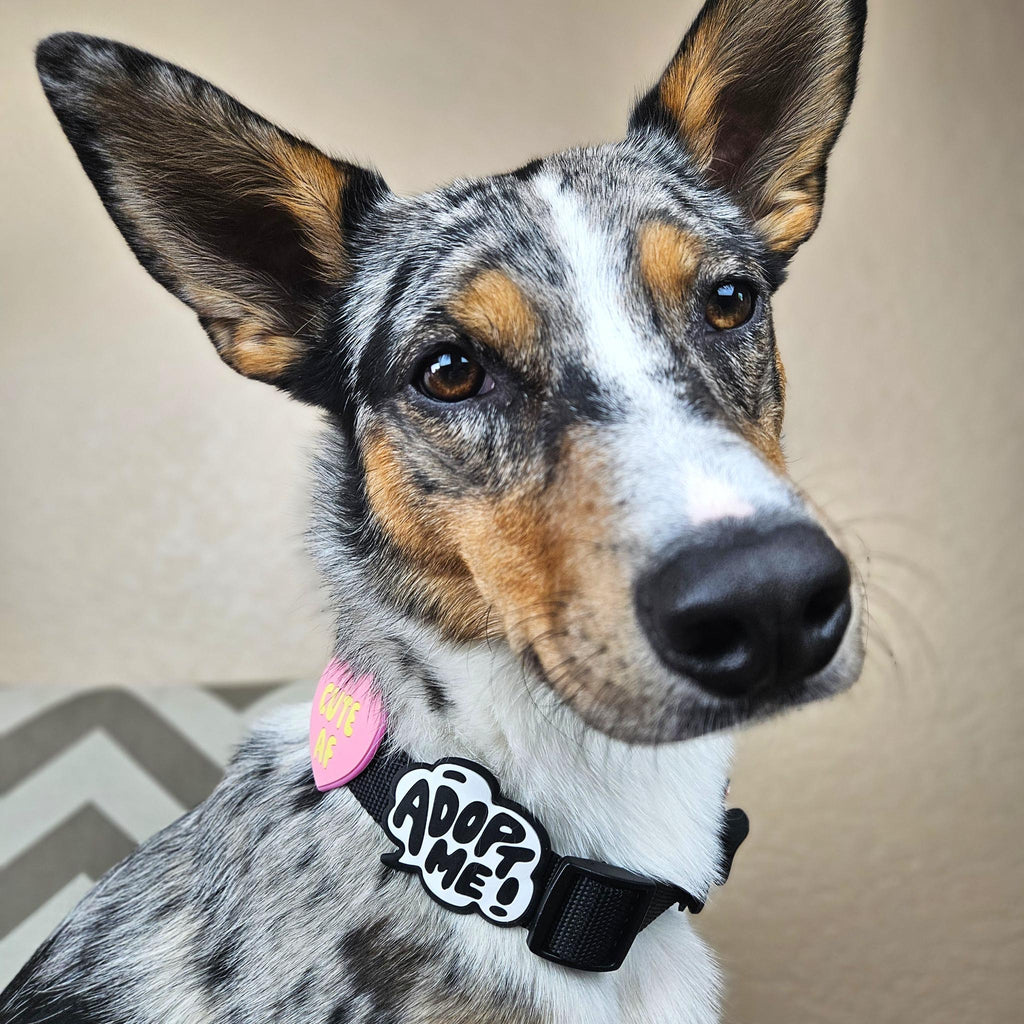 Adopt Me Jiby Dog Charm – Jiby Dog Crew